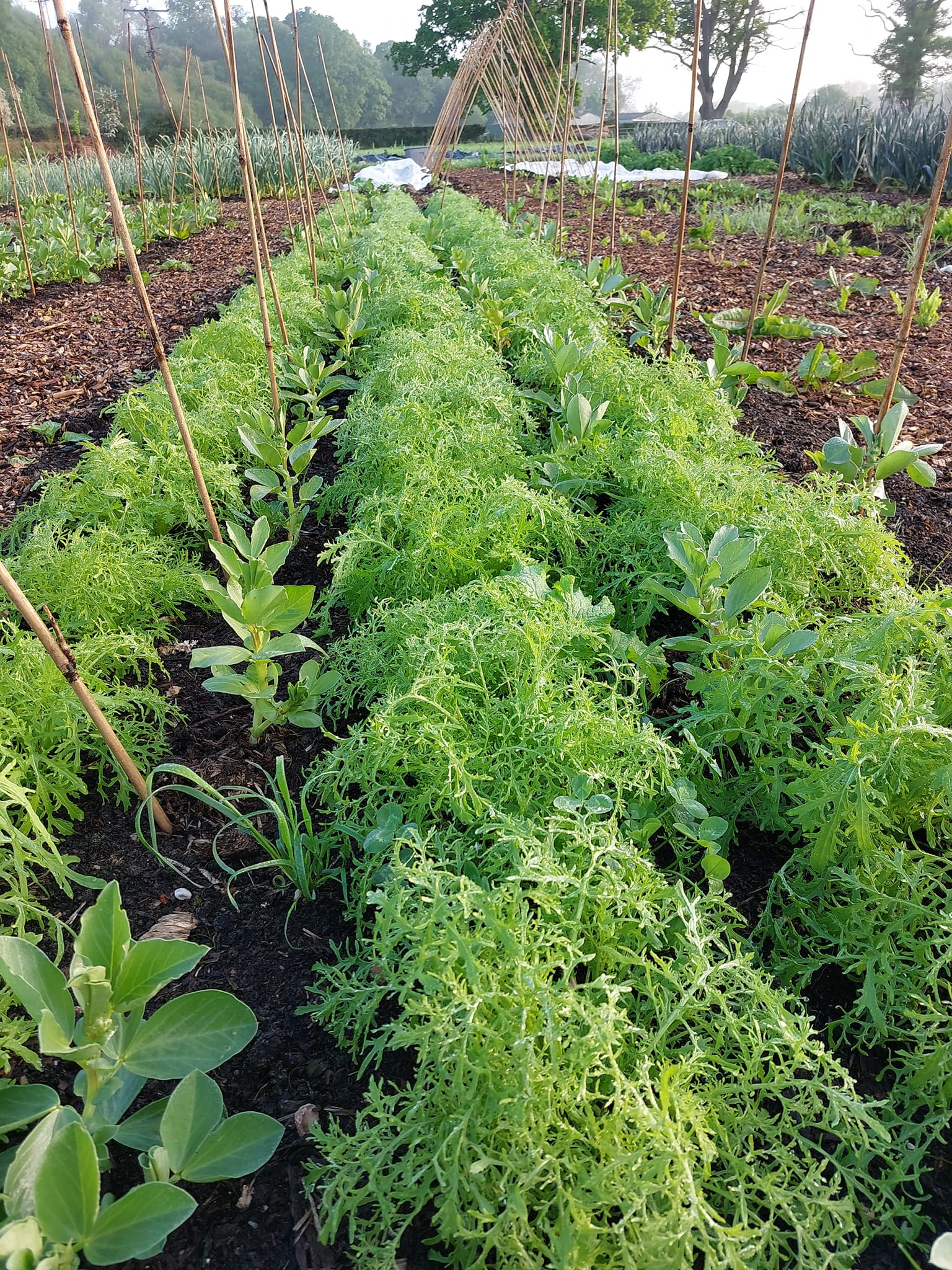 New Leaf Growing - Ruthin Market Hall